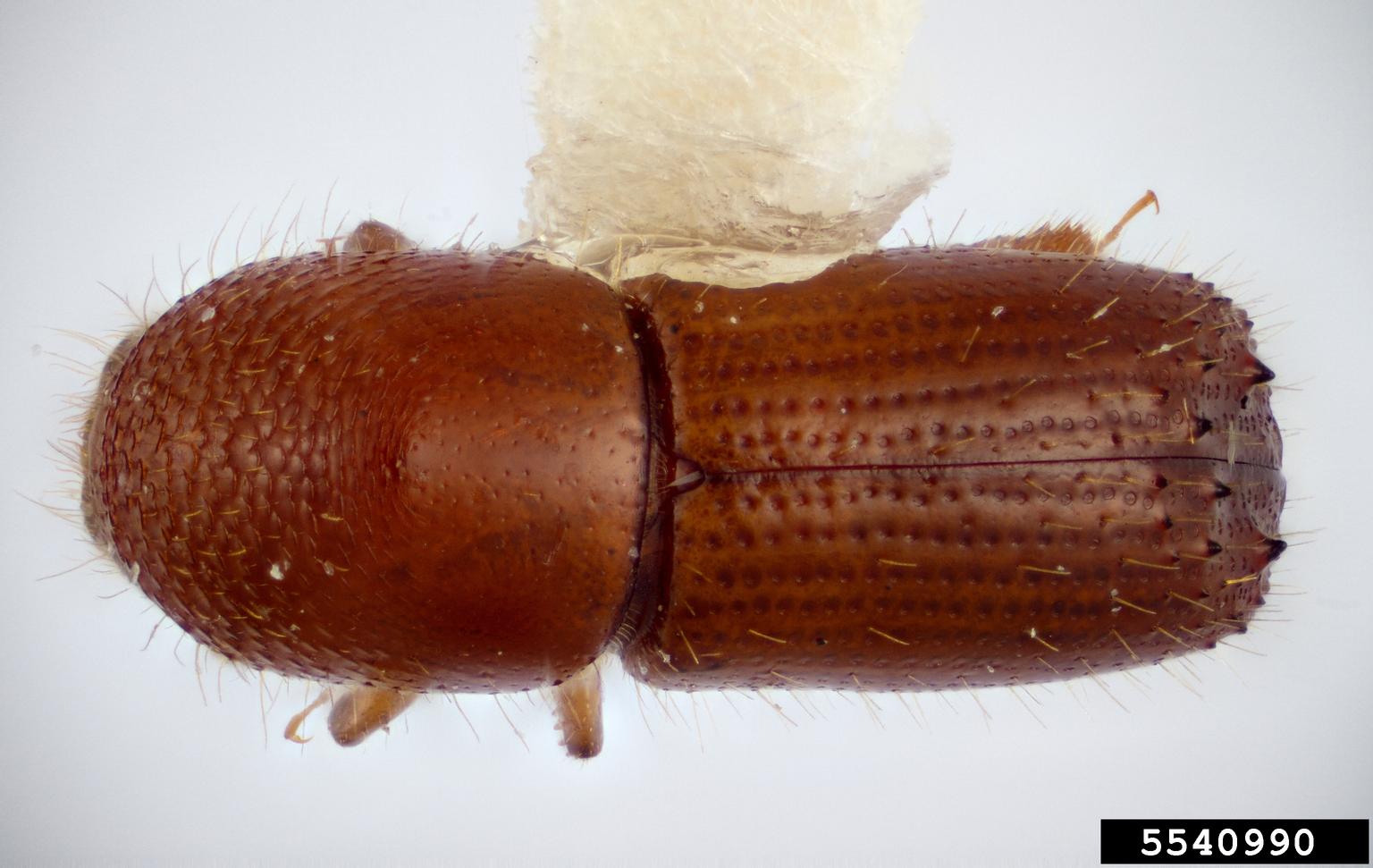 ambrosia beetle (Xyleborus ferrugineus (Fabricius, 1801))