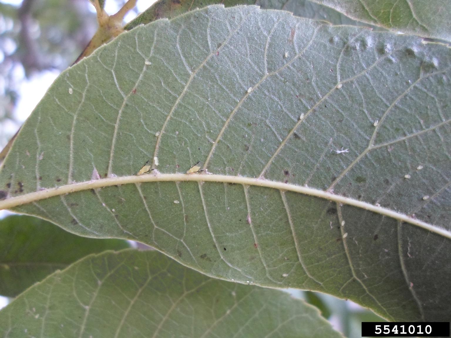 oleander aphid (Aphis nerii)