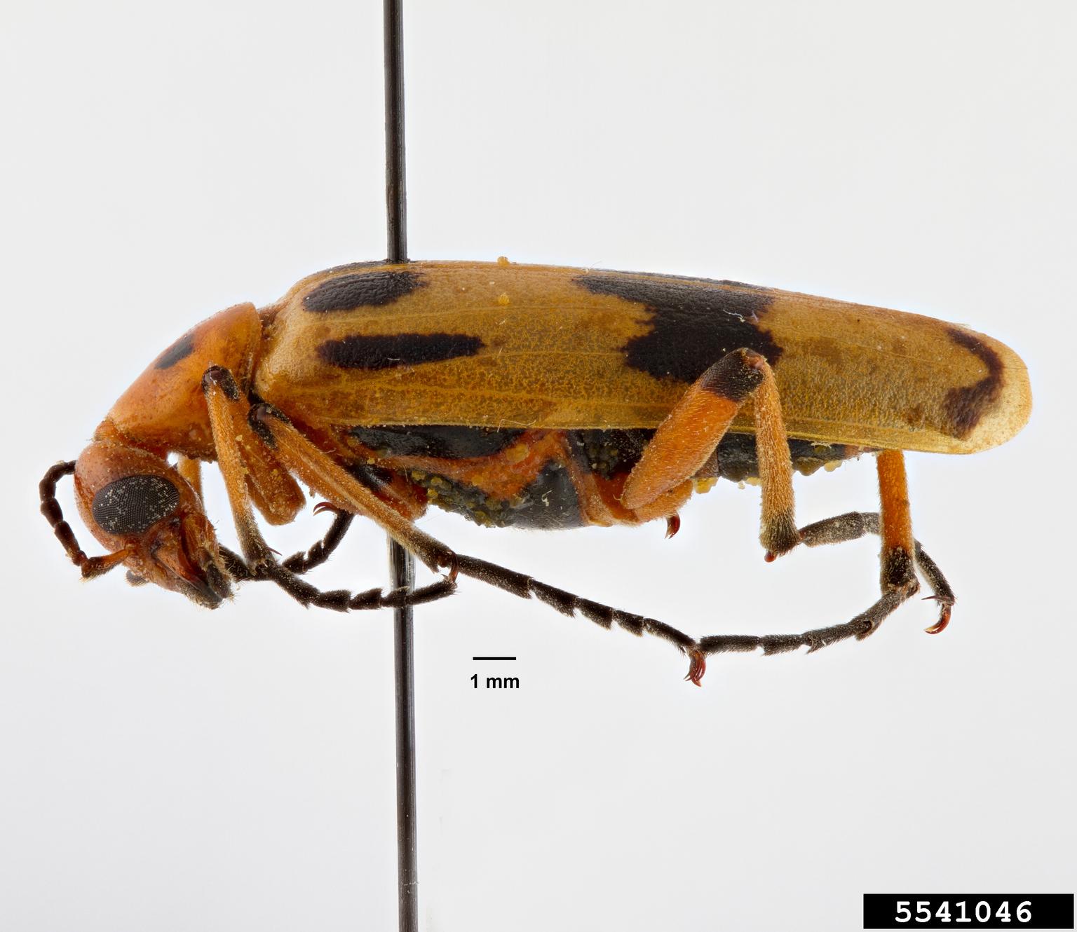 blister beetles (Pyrota punctata Casey, 1891)