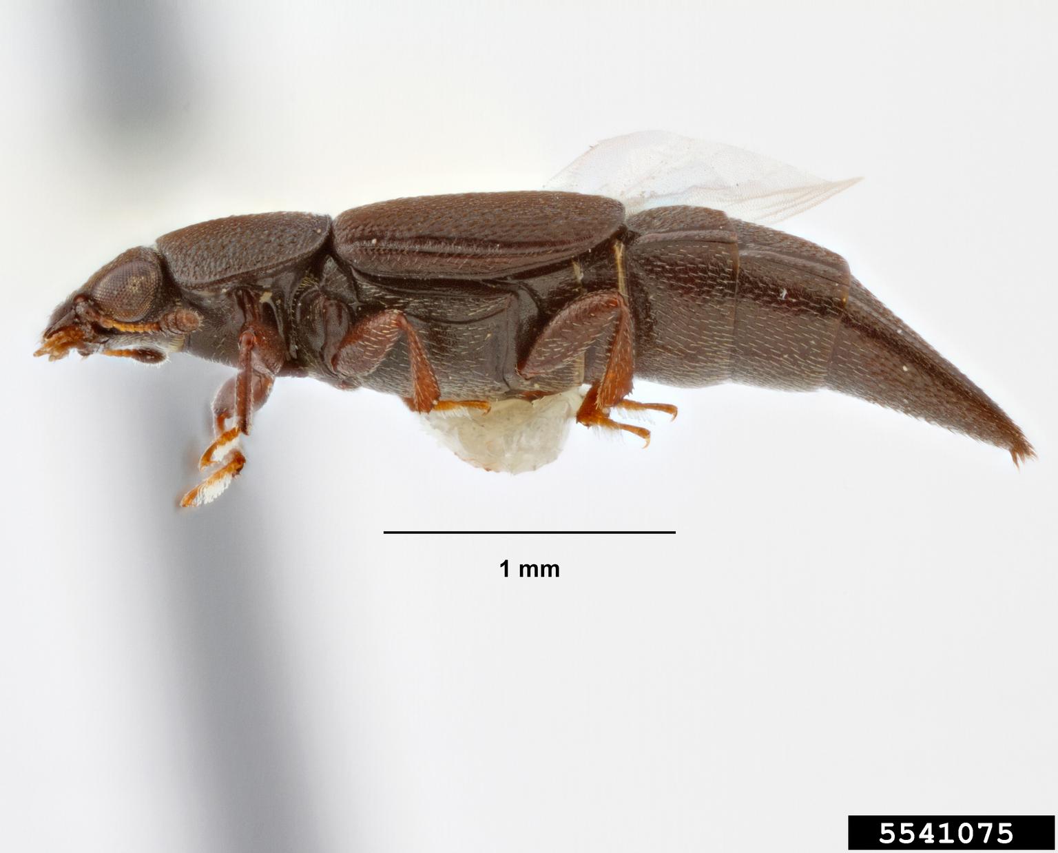 sap-feeding beetle (Conotelus mexicanus)