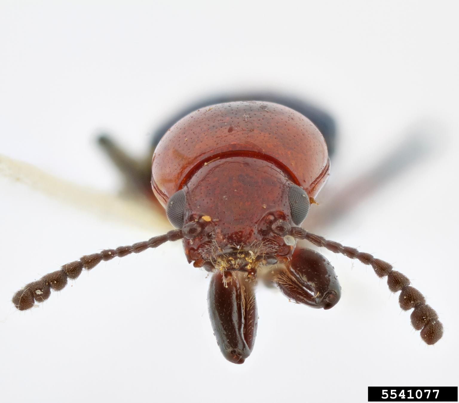 clover stem borer (Languria mozardi Latreille, 1807)