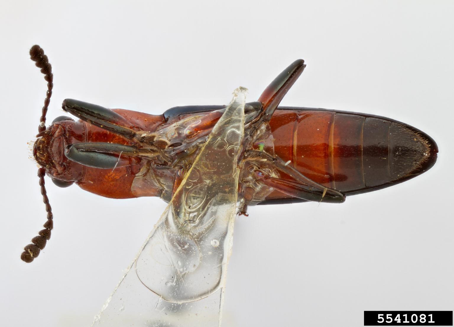 clover stem borer (Languria mozardi Latreille, 1807)