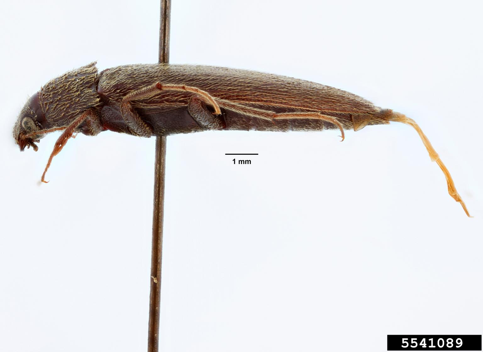 Synchroa bark beetle, Synchroa punctata (Coleoptera: Synchroidae) - 5541089