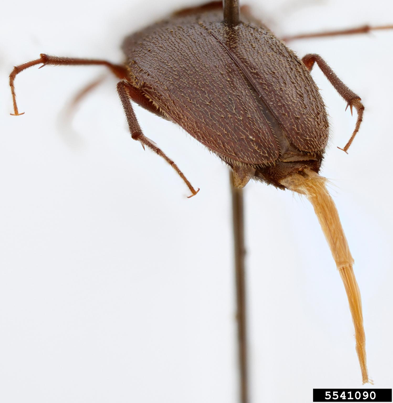 Synchroa bark beetle (Synchroa punctata)