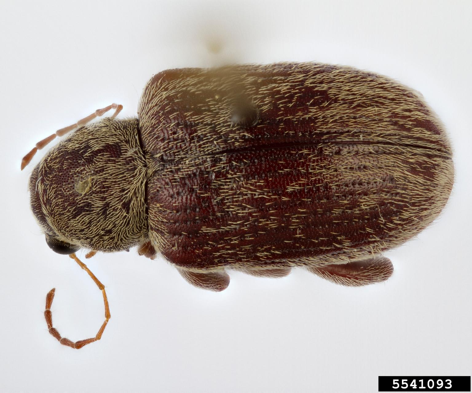 grape rootworm (Fidia viticida Walsh, 1867)