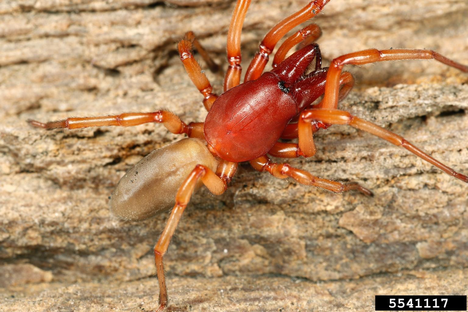 woodlice spider (Dysdera crocata C.L. Koch, 1838)