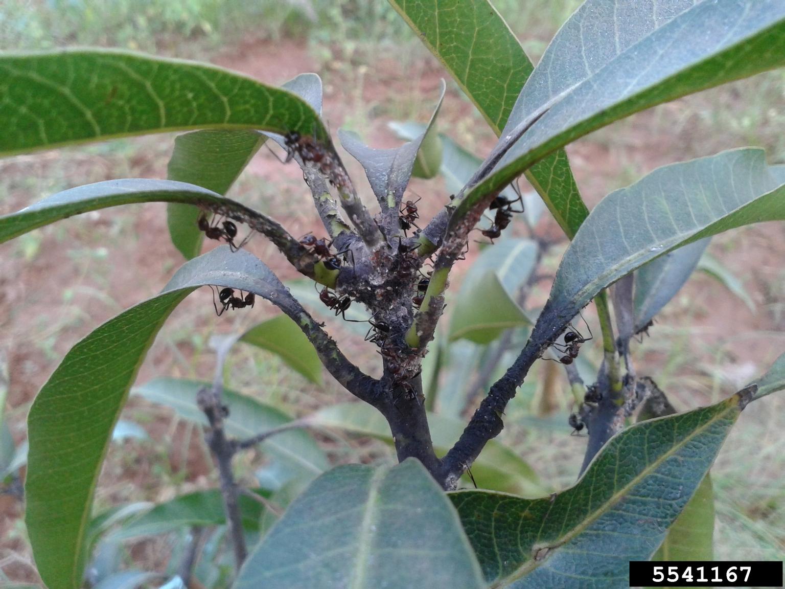 mango black blight (Capnodium mangiferae)