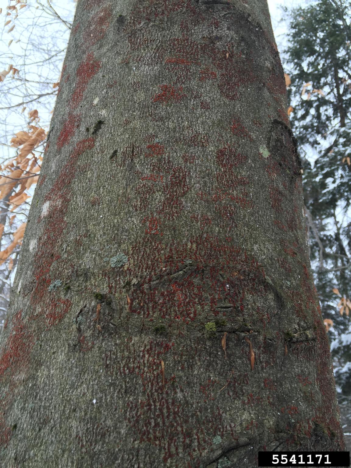 beech bark disease (Neonectria coccinea (Pers.) Rossman & Samuels)