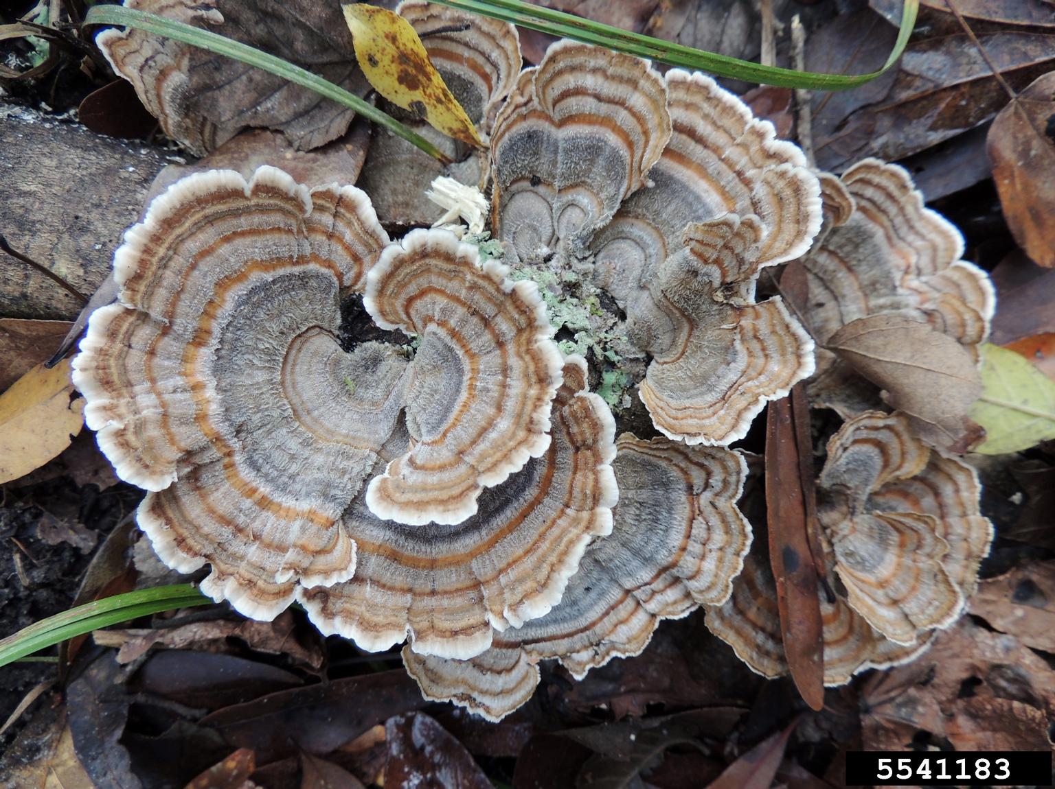 turkey tail (Trametes versicolor)
