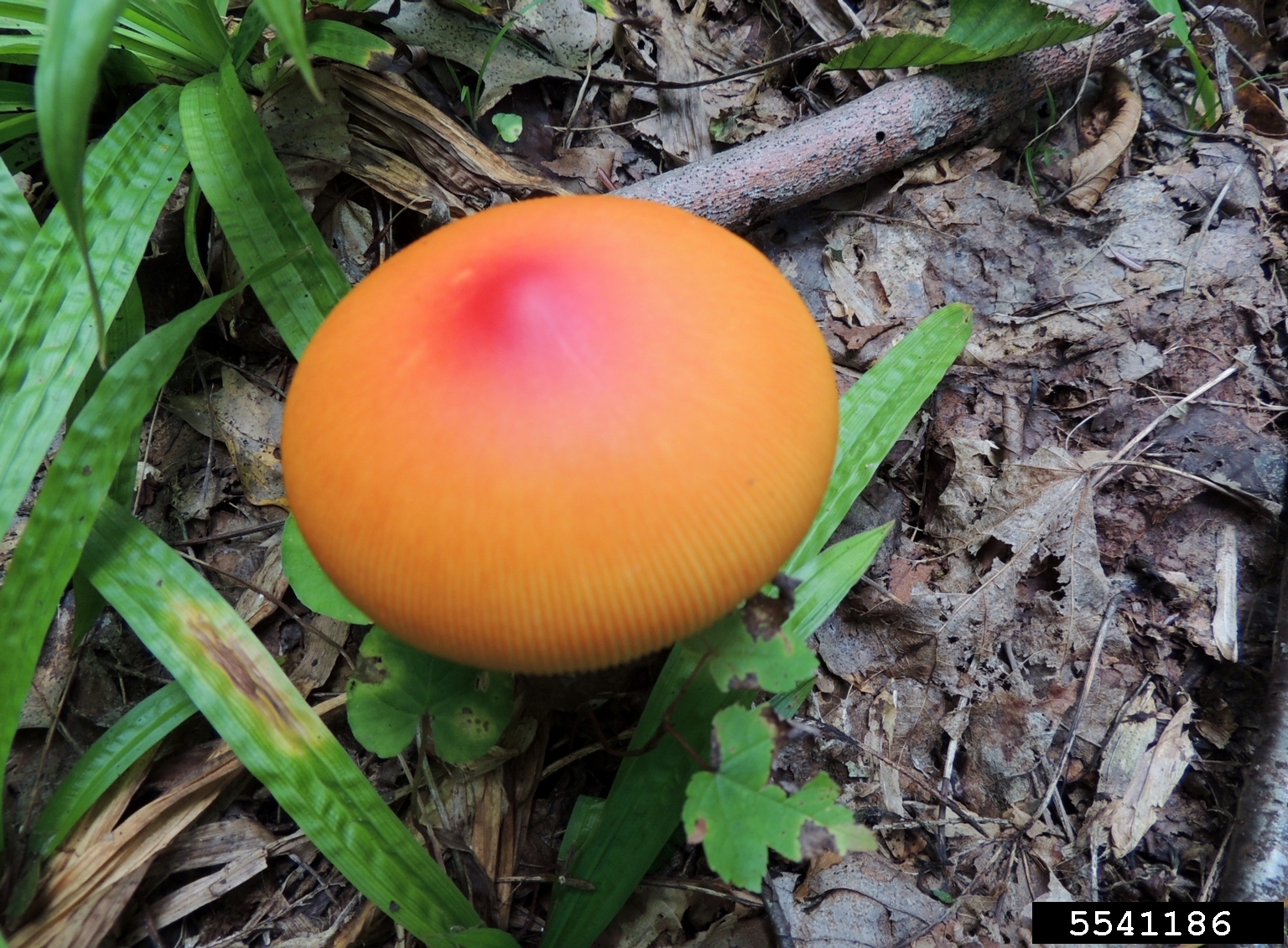 Caesar's mushroom (Amanita caesarea)
