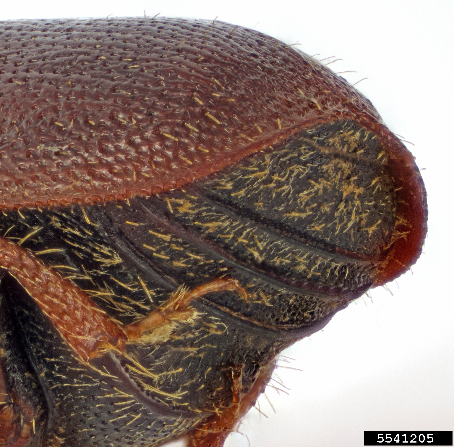 European oak bark beetle (Scolytus intricatus (Ratzeburg, 1837))