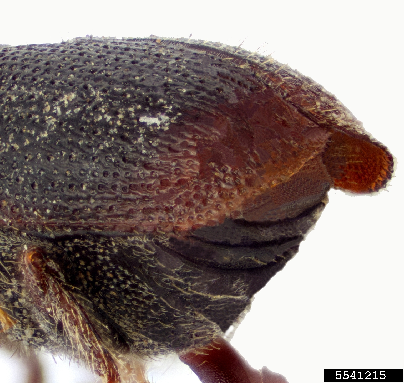 shothole borer (Scolytus rugulosus (Müller, 1818))