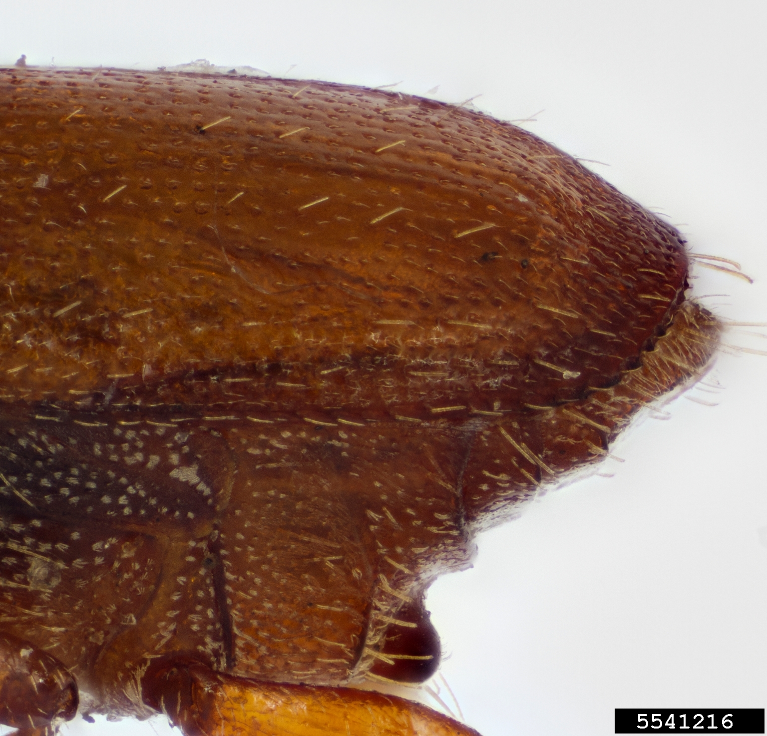 banded elm bark beetle (Scolytus schevyrewi)