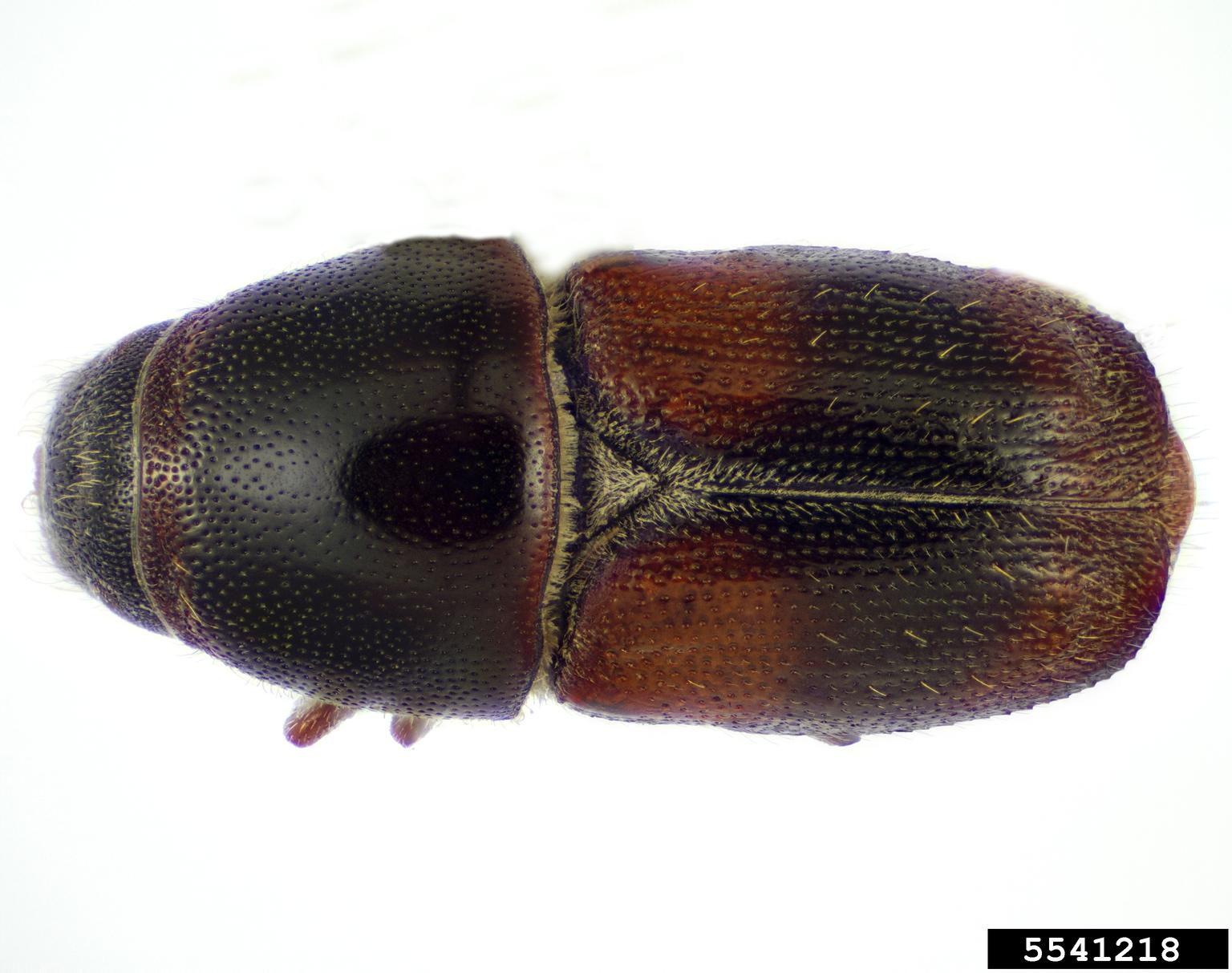banded elm bark beetle (Scolytus schevyrewi Semenov, 1902)