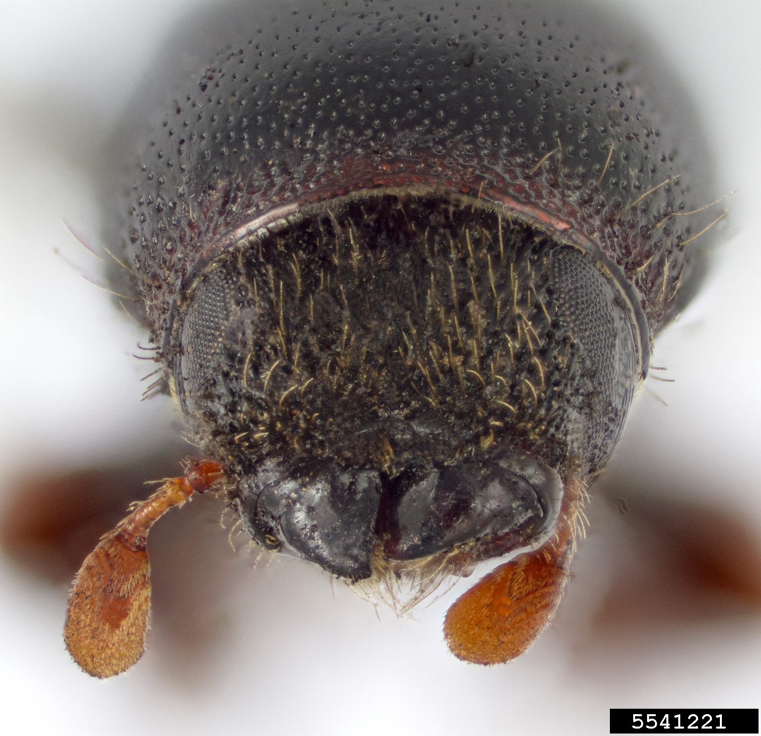 fir engraver (Scolytus ventralis LeConte, 1868)