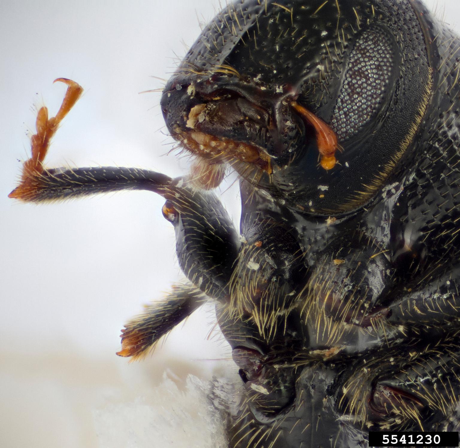 common pine shoot beetle, larger pine shoot beetle (Tomicus piniperda)