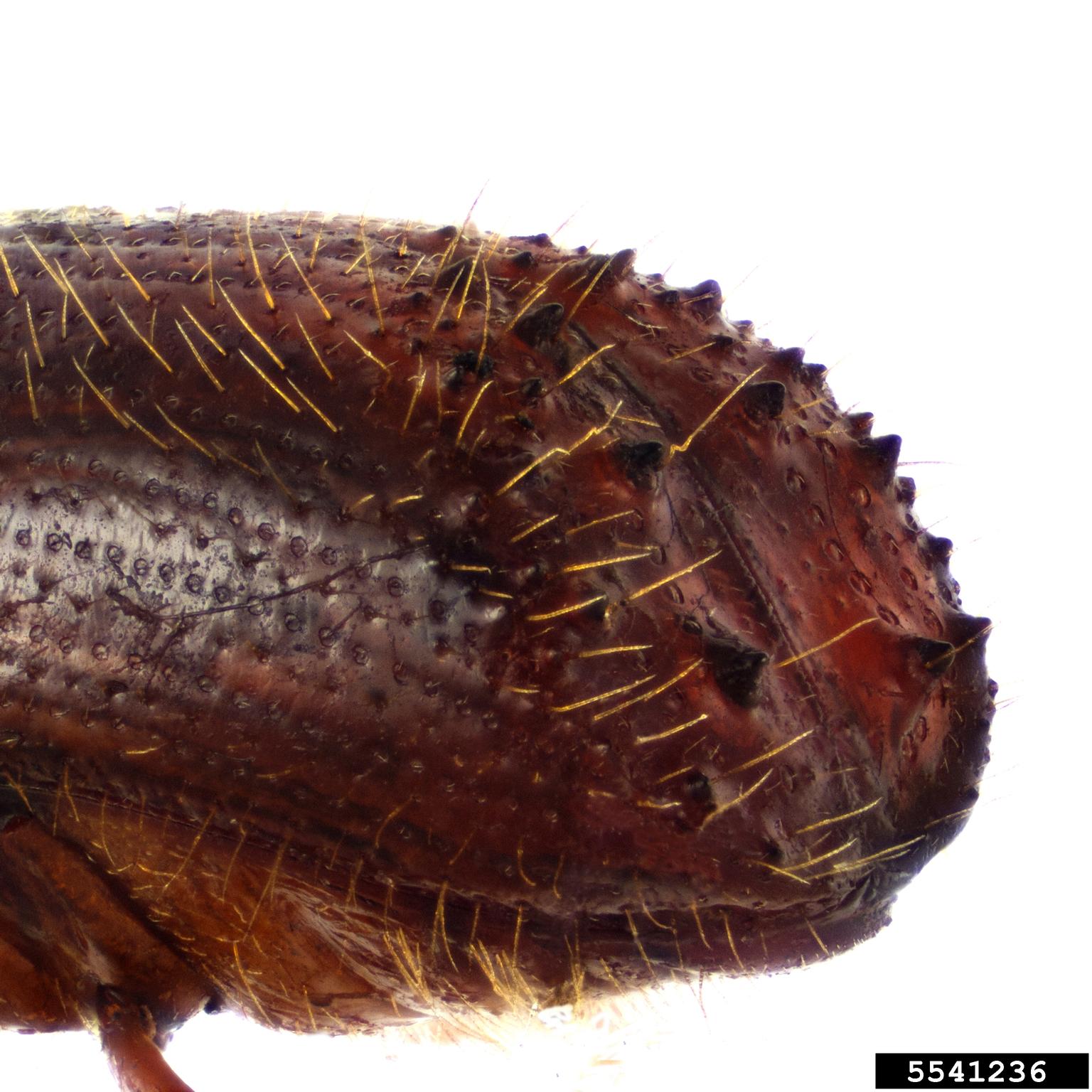 ambrosia beetle (Xyleborus celsus)
