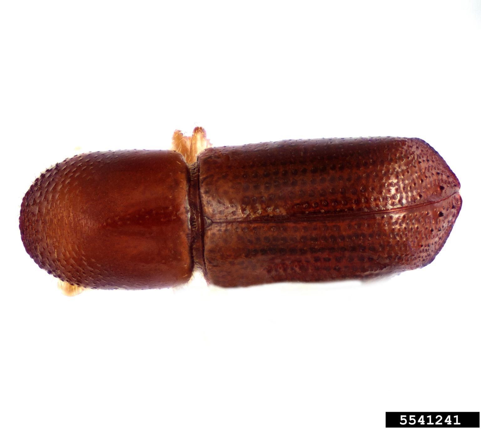 redbay ambrosia beetle (Xyleborus glabratus Eichhoff, 1877)