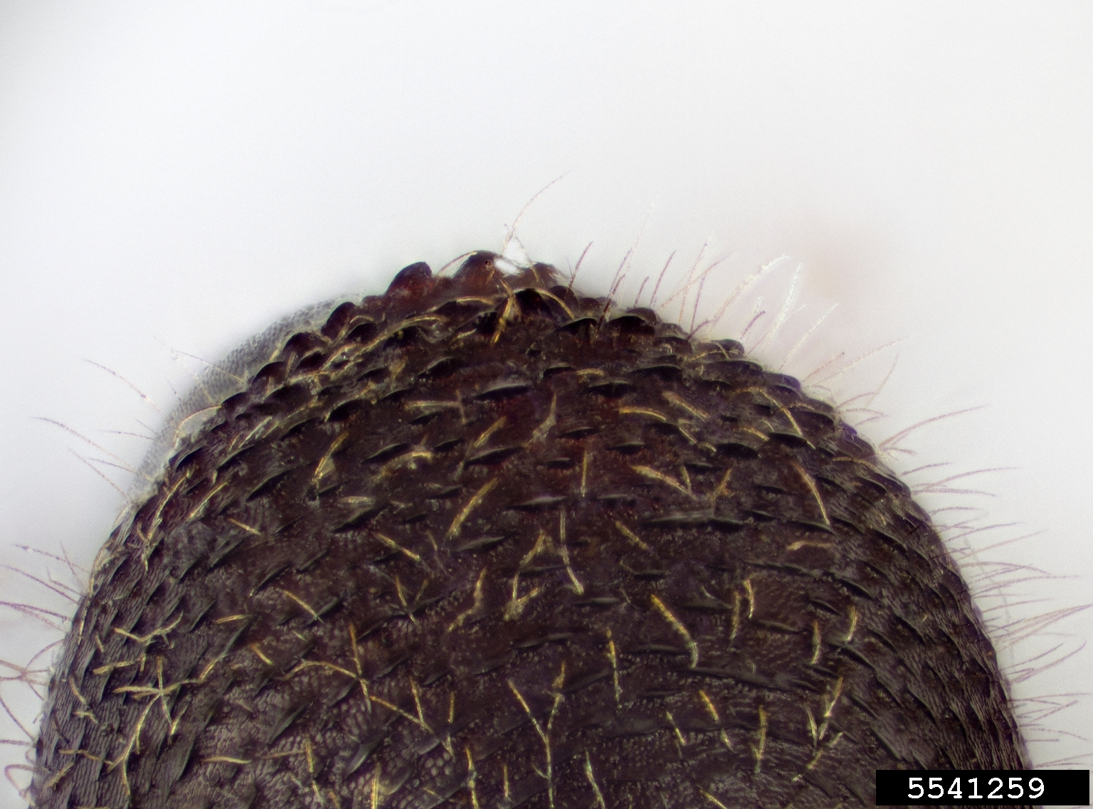 ambrosia beetle (Xyleborus sayi (Hopkins, 1915))