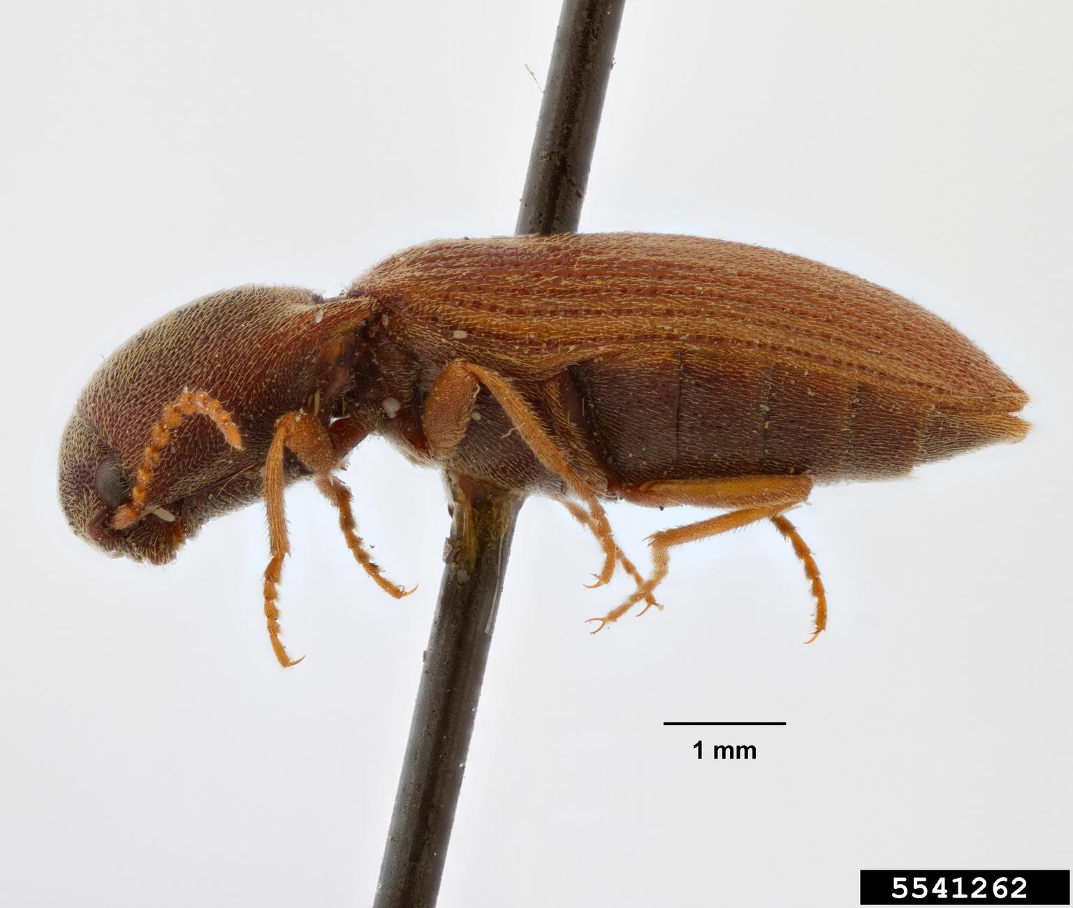 wheat wireworm (Agriotes mancus (Say, 1823))