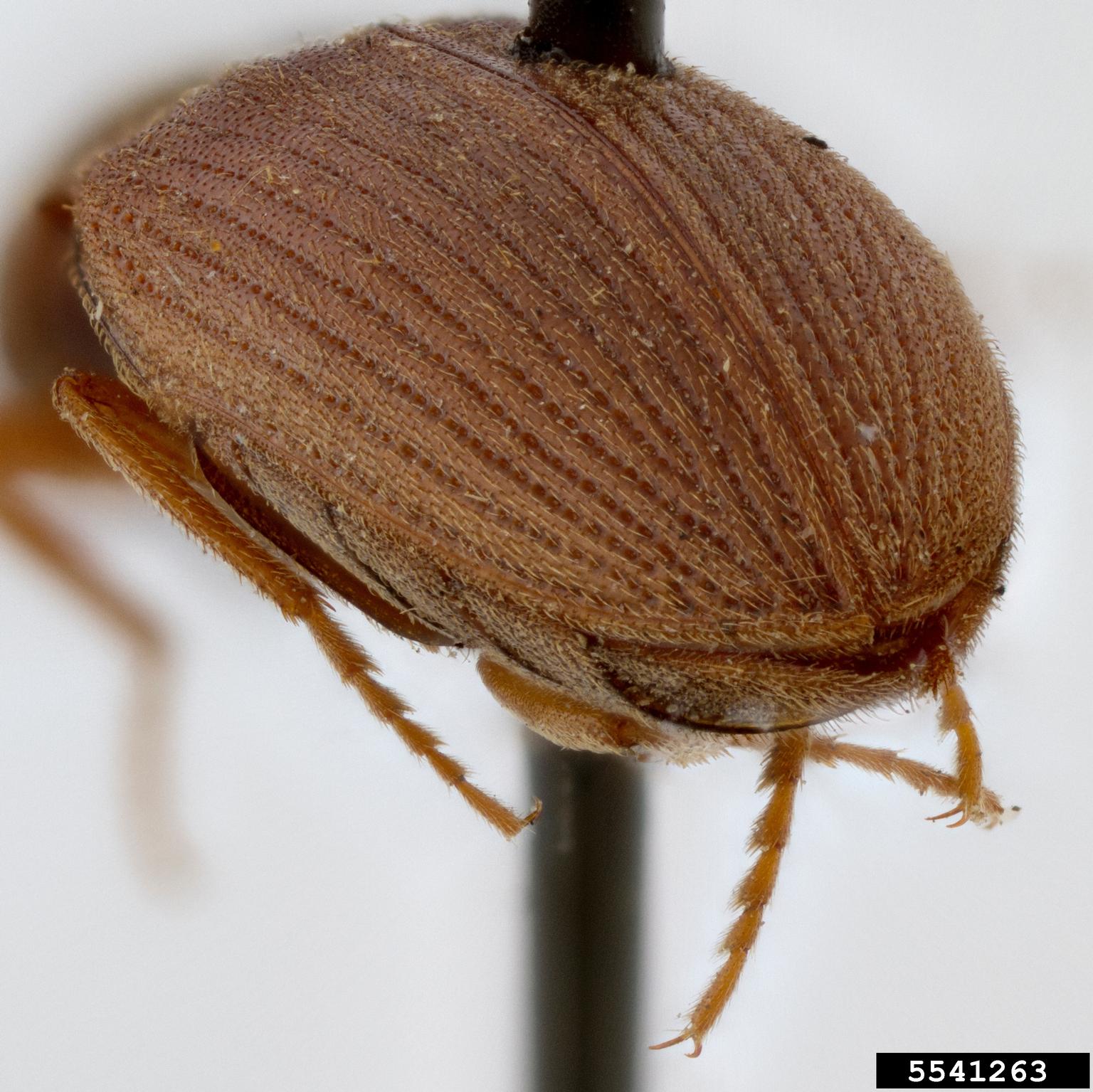 wheat wireworm (Agriotes mancus (Say, 1823))