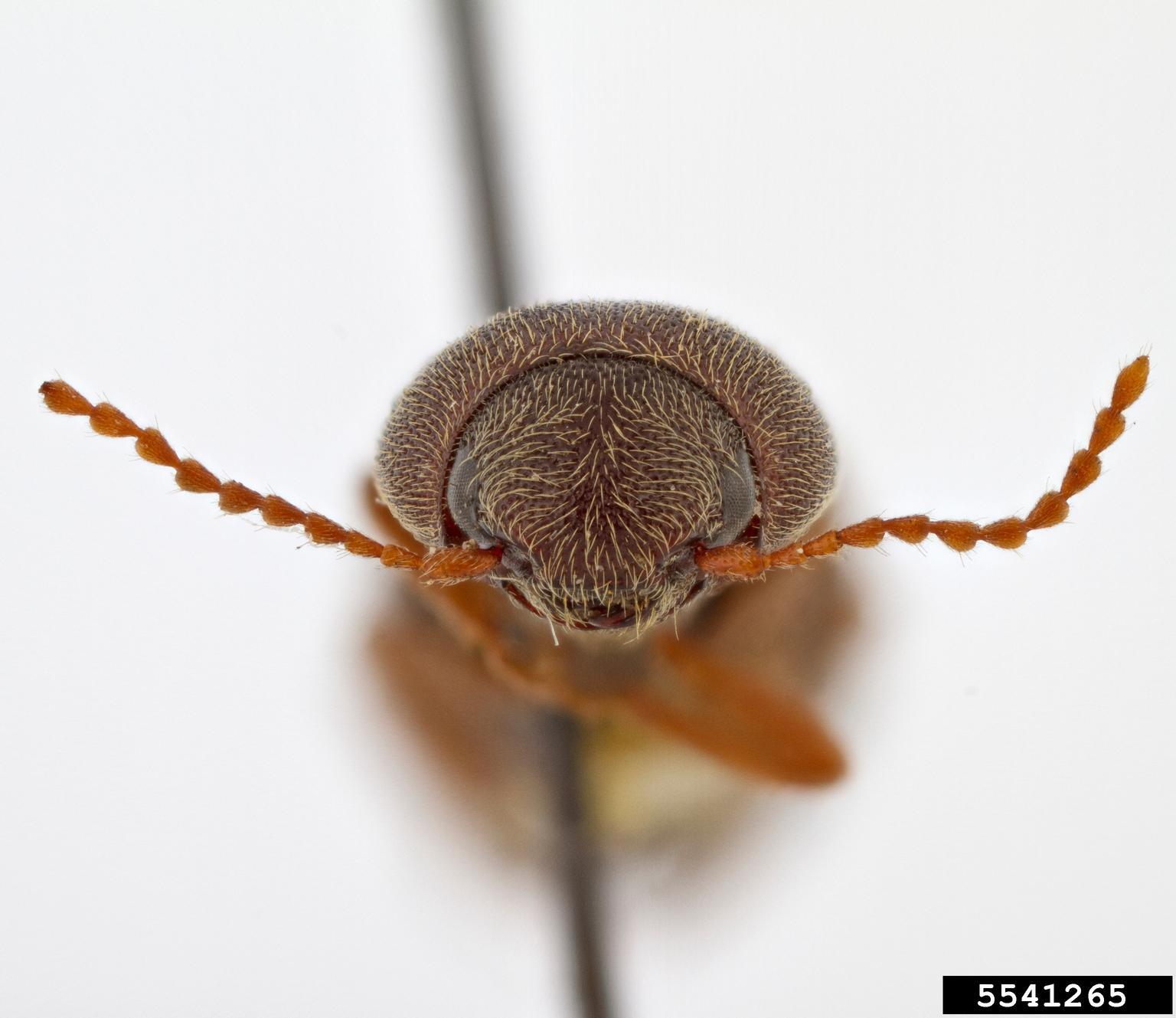 wheat wireworm (Agriotes mancus)