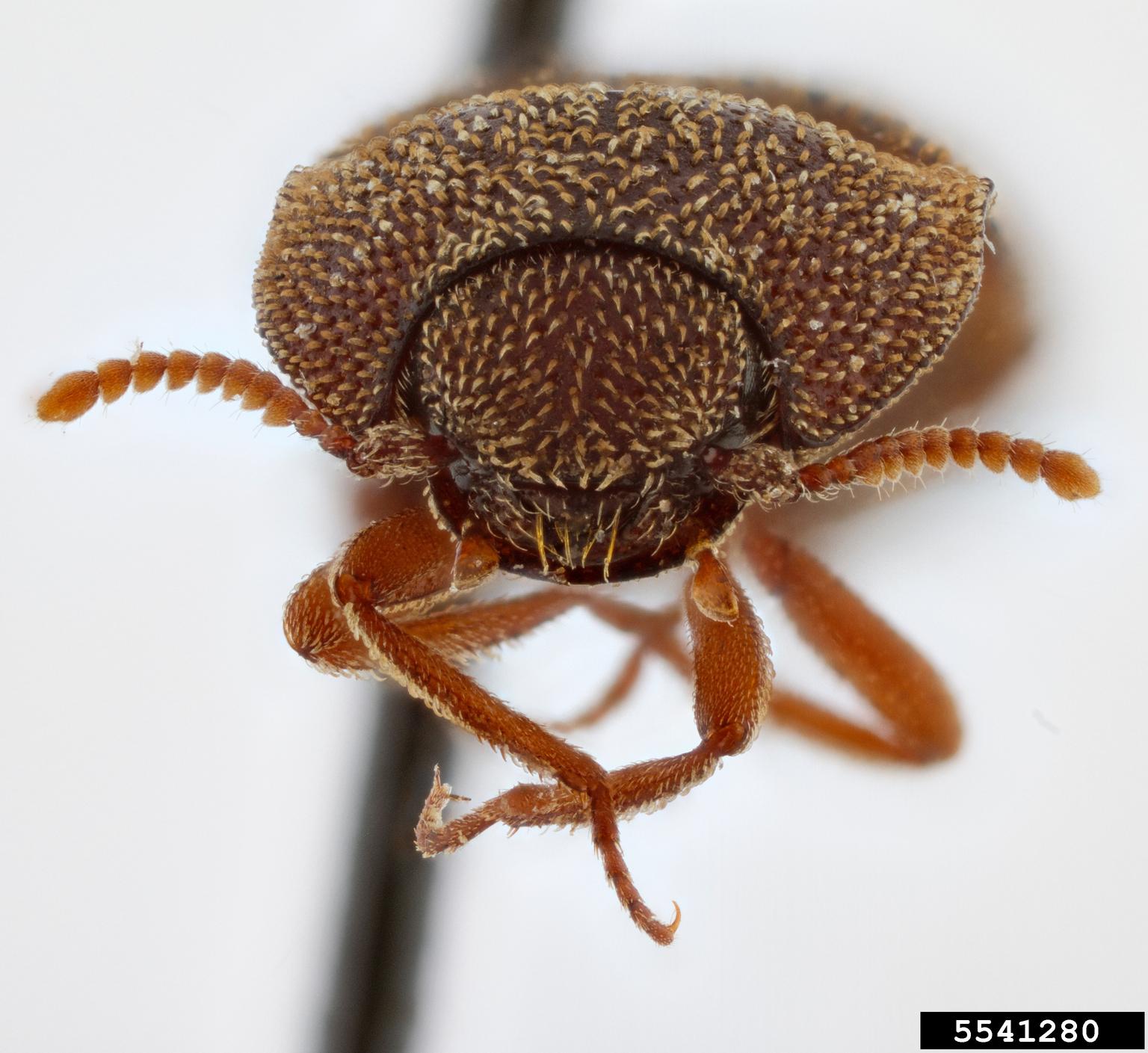 Agrypnus rectangularis