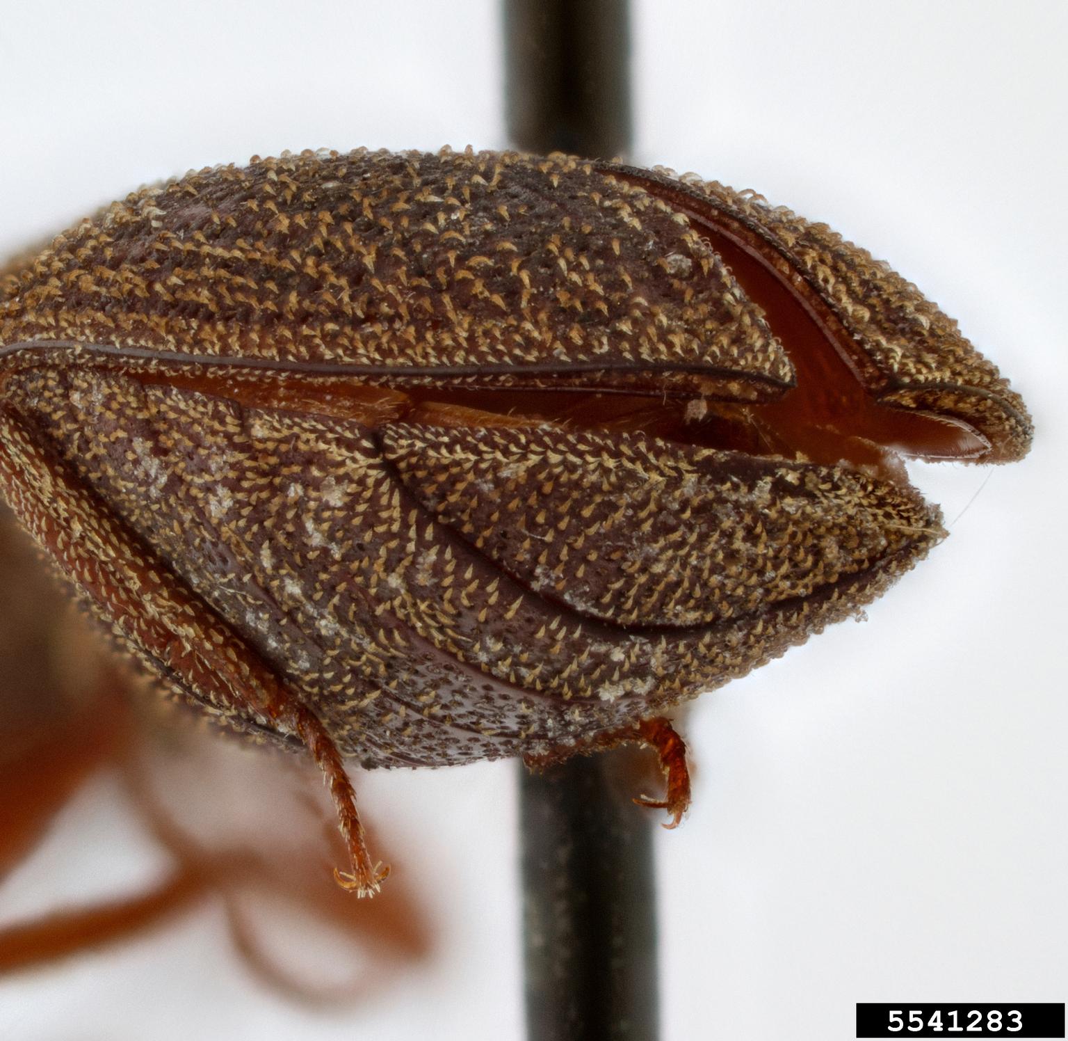 Agrypnus rectangularis