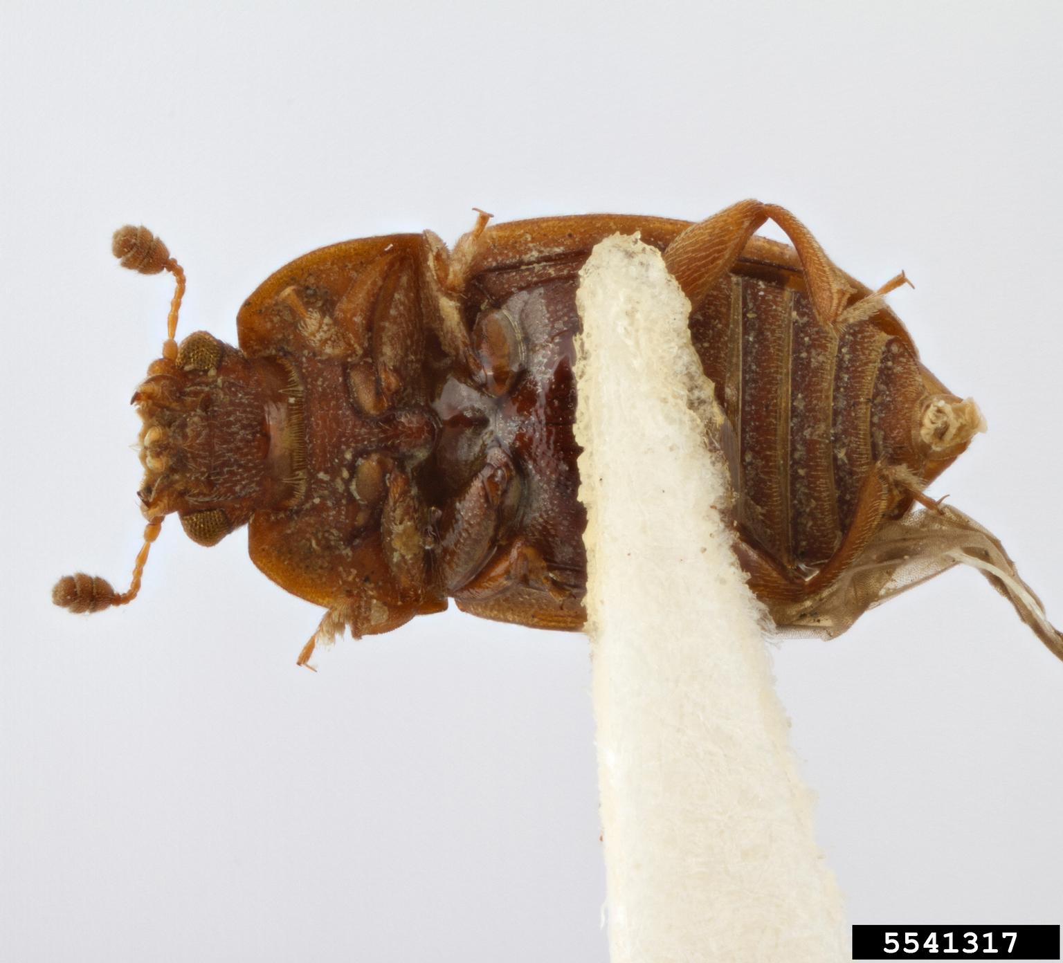 sap-feeding beetle (Stelidota strigosa (Gyllenhal))
