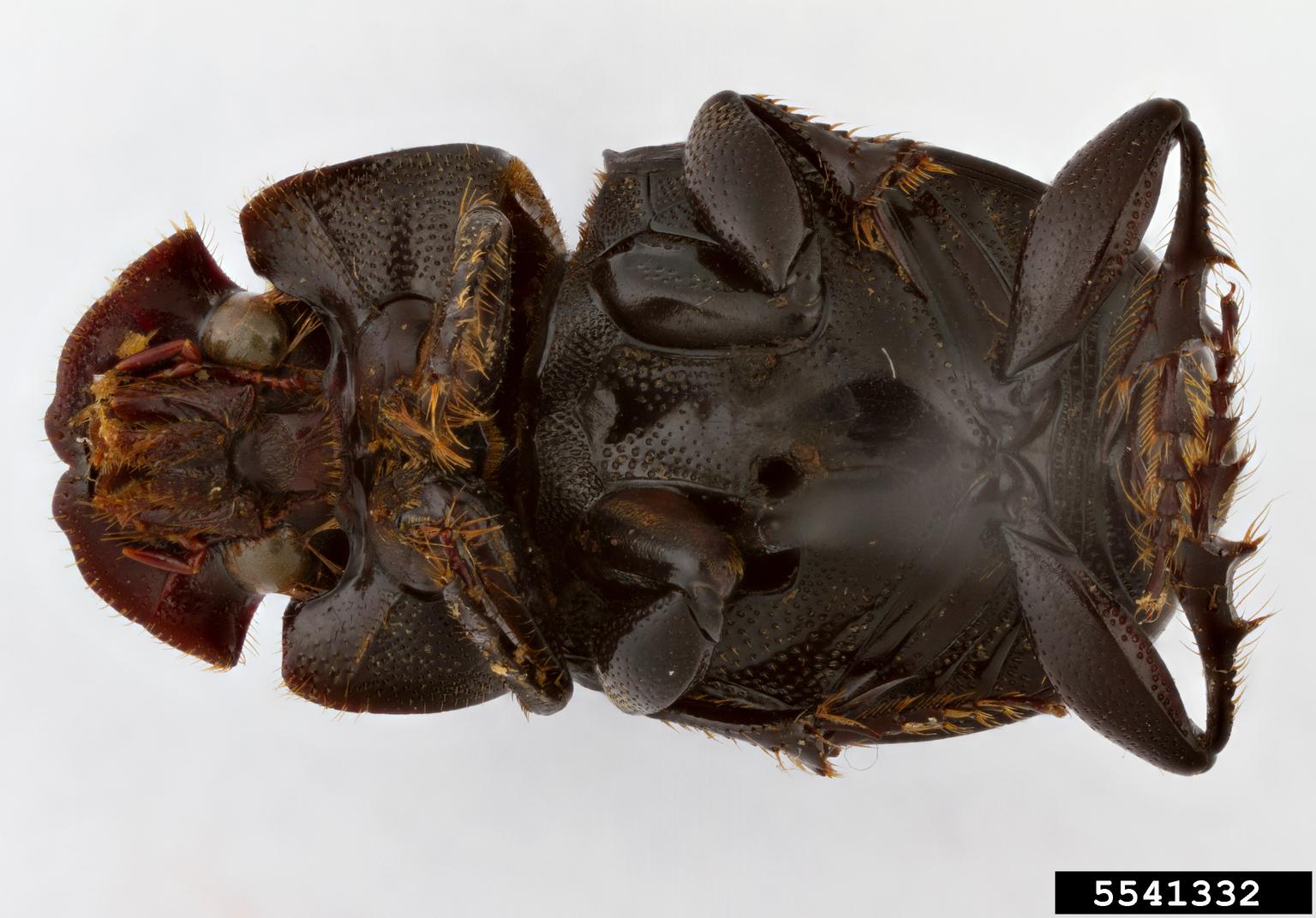 small black dung beetle (Copris minutus (Prury))