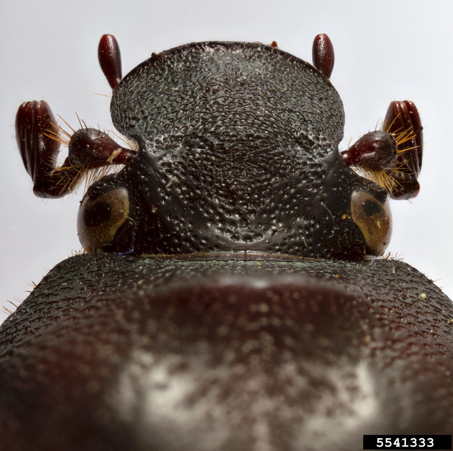 hermit flower beetle, Osmoderma eremicola (Coleoptera: Scarabaeidae ...