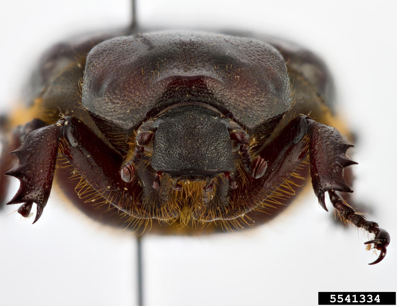 hermit flower beetle, Osmoderma eremicola (Coleoptera: Scarabaeidae ...