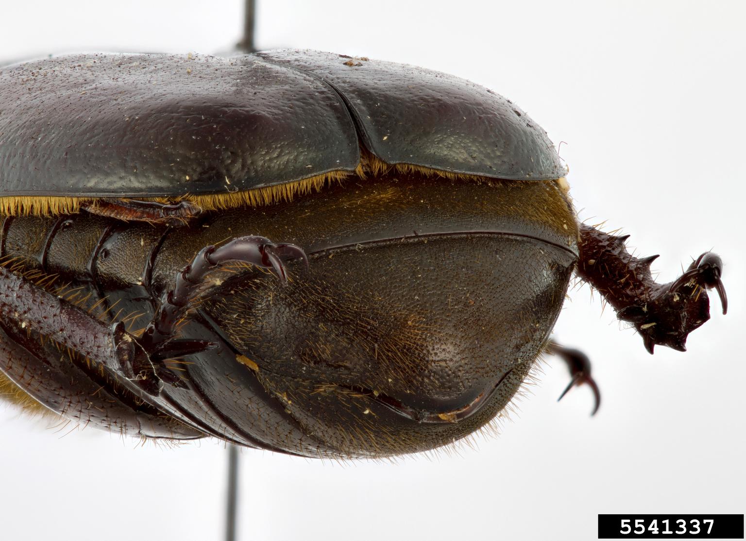 hermit flower beetle (Osmoderma eremicola (Knoch, 1801))