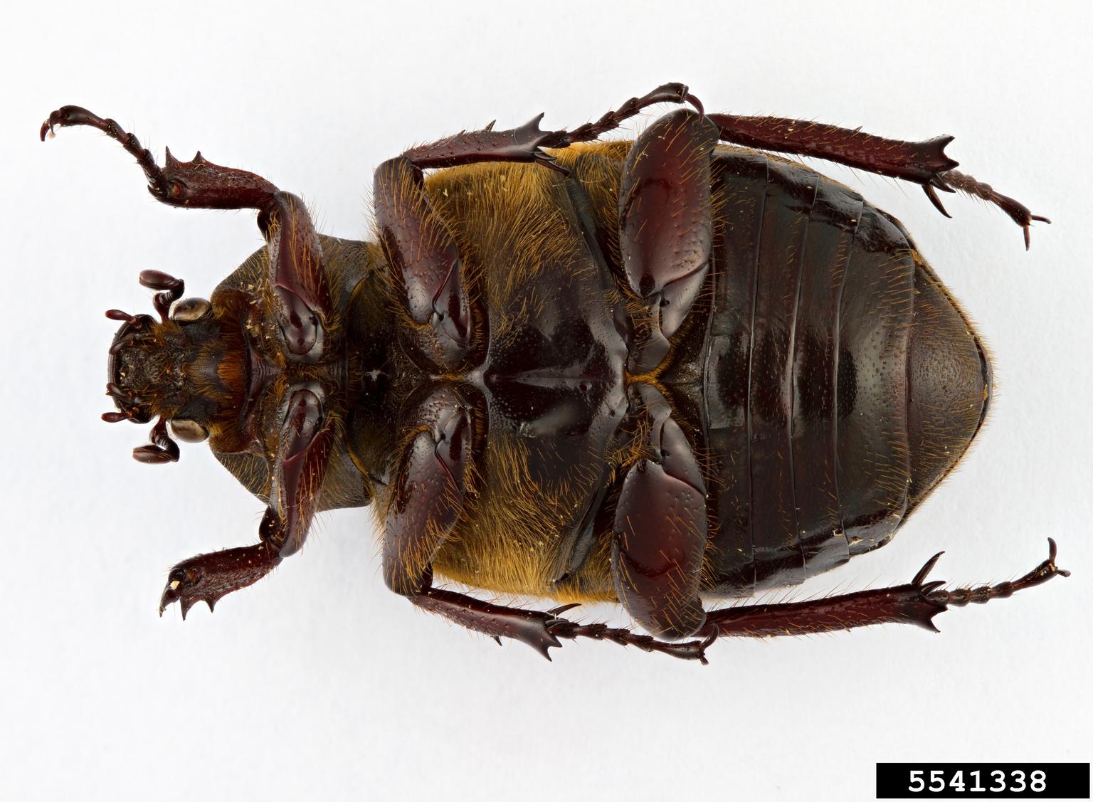 hermit flower beetle (Osmoderma eremicola (Knoch, 1801))
