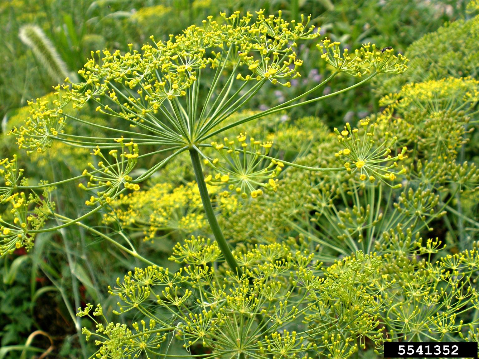 dill (Anethum graveolens L.)