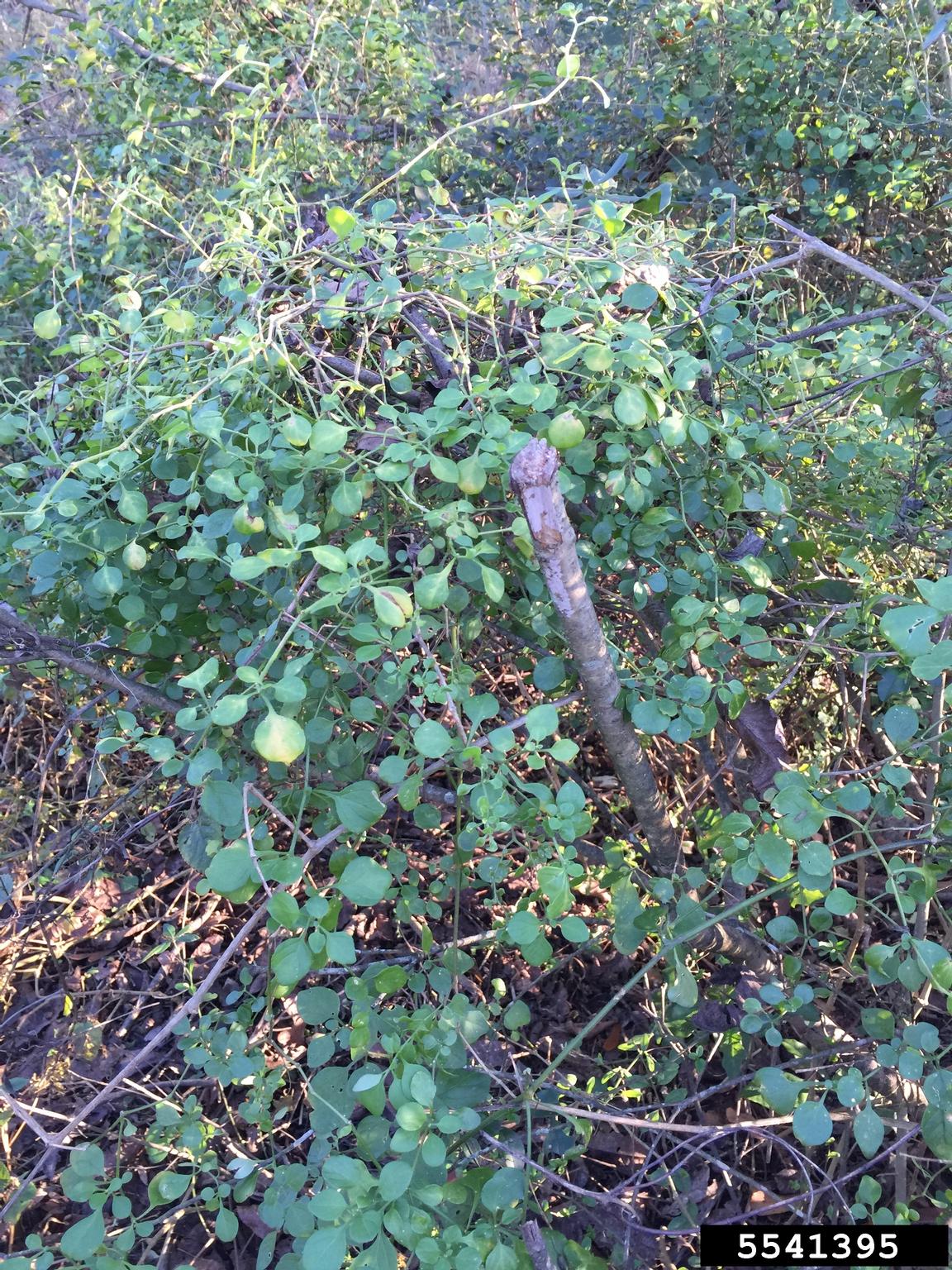 lily of the valley vine (Salpichroa origanifolia (Lam.) Thell.)
