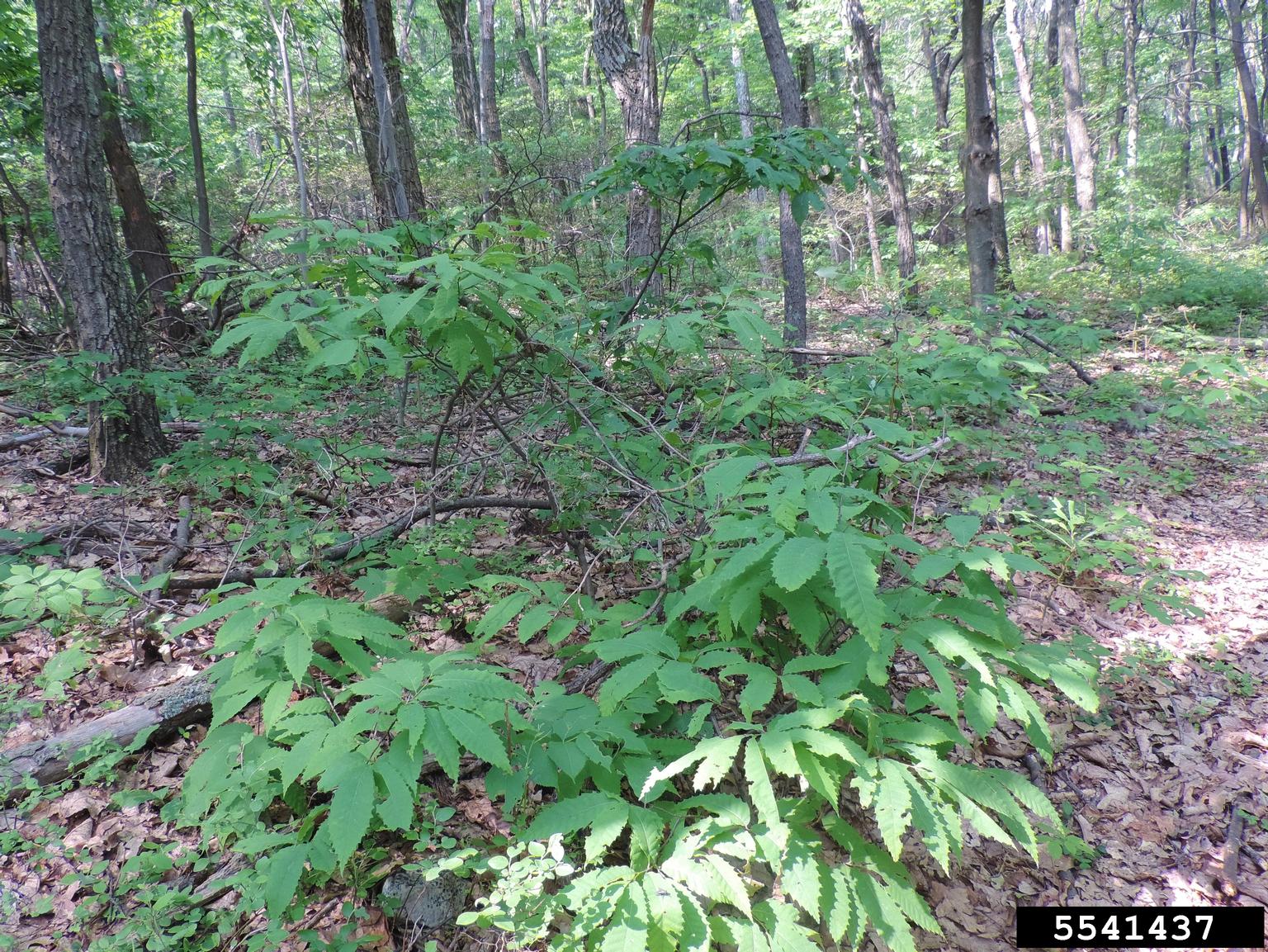 American chestnut (Castanea dentata (Marsh.) Borkh.)