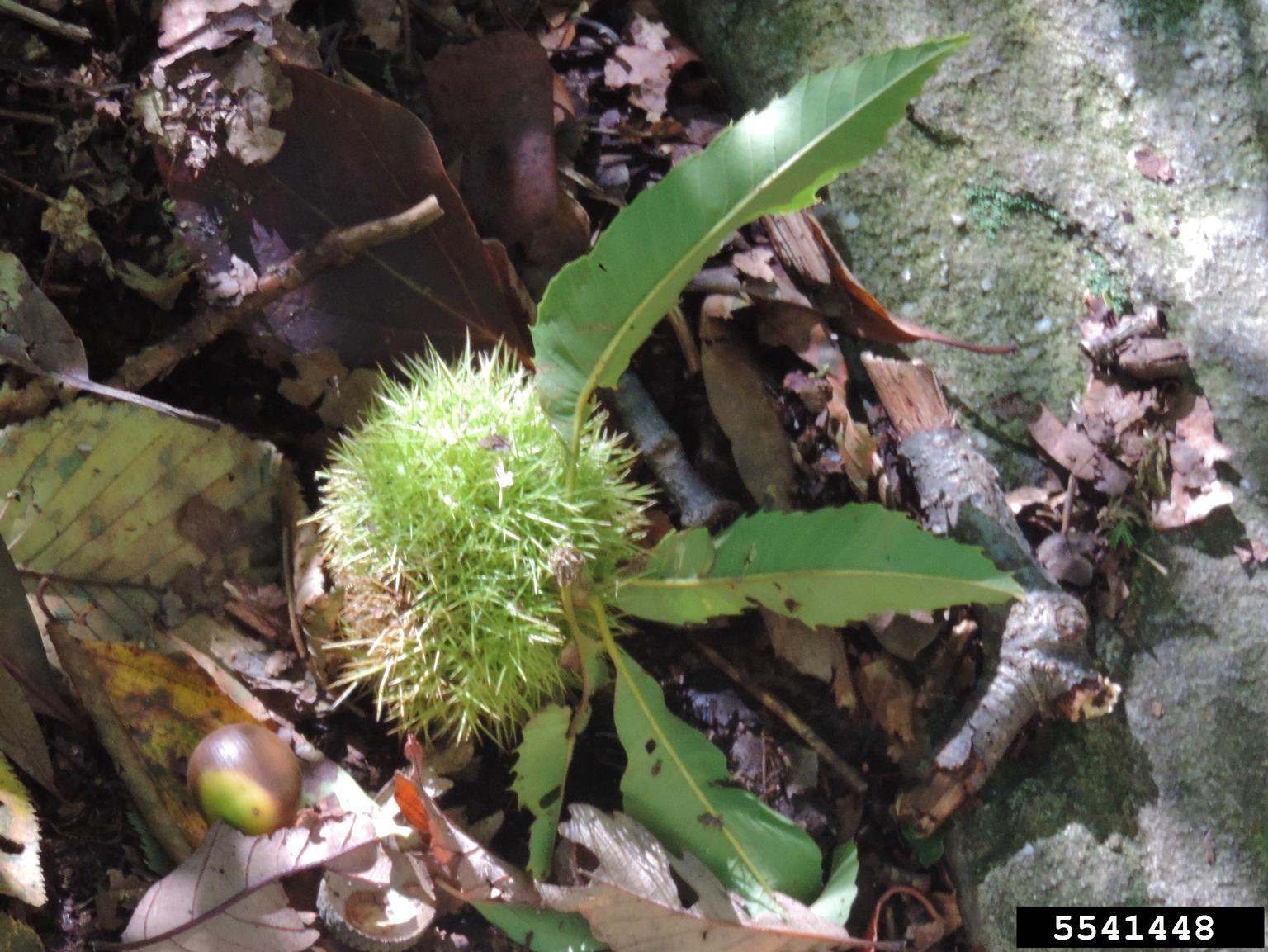 American chestnut (Castanea dentata (Marsh.) Borkh.)