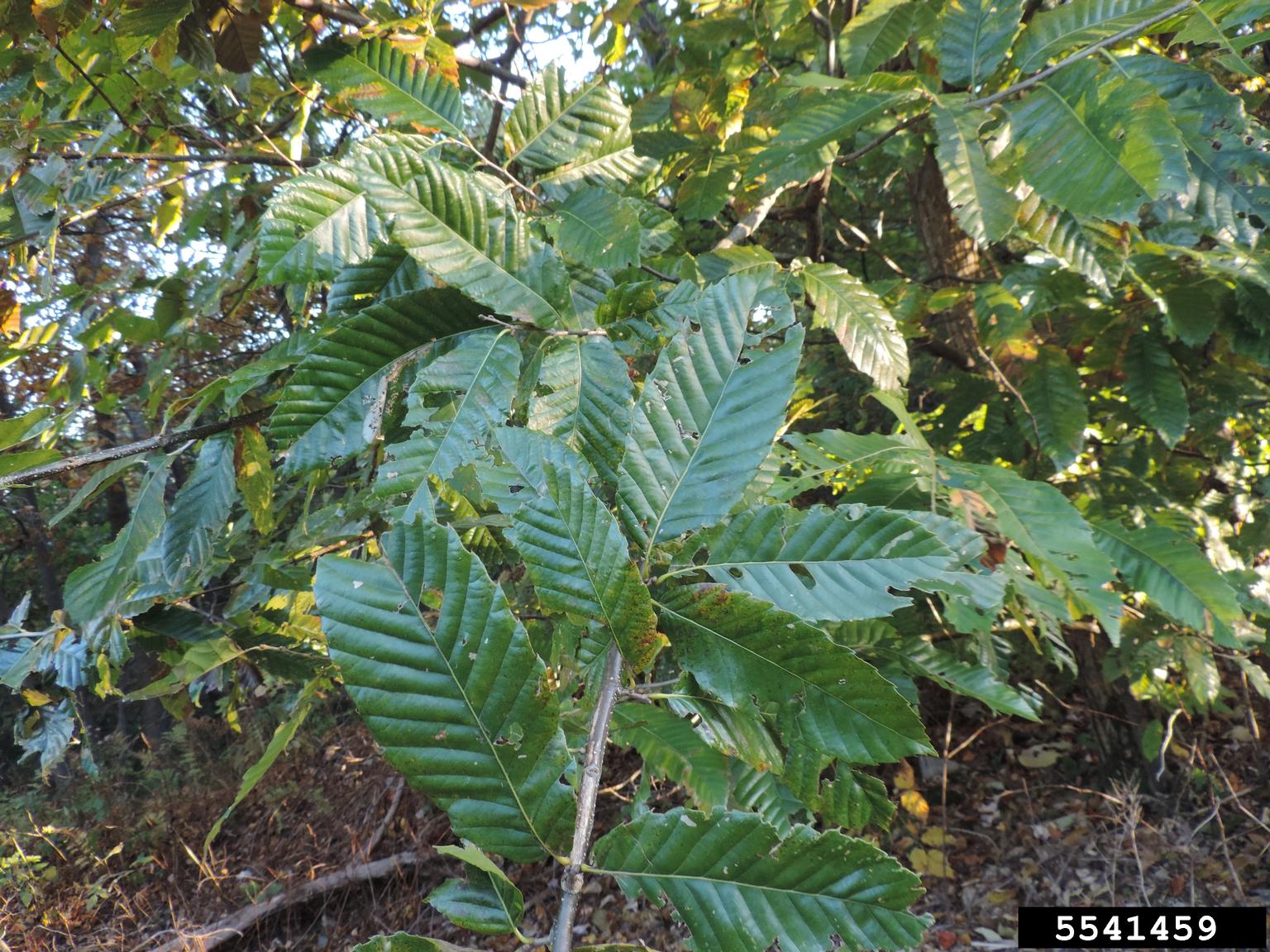 American chestnut, Castanea dentata (Fagales: Fagaceae) - 5541459