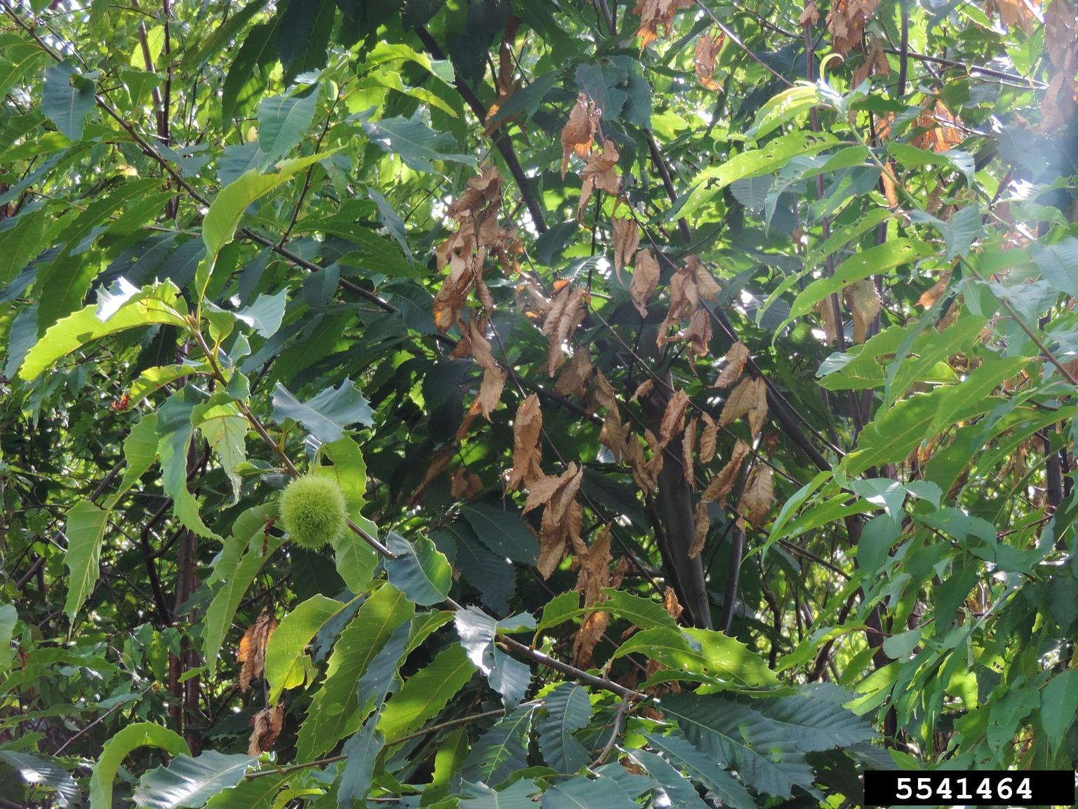 chestnut blight or canker (Cryphonectria parasitica ) on American ...