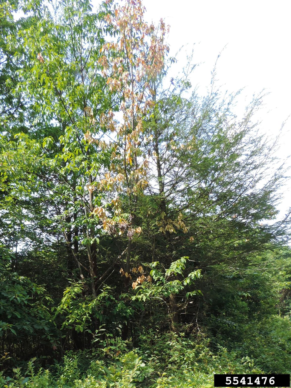 chestnut blight or canker (Cryphonectria parasitica)