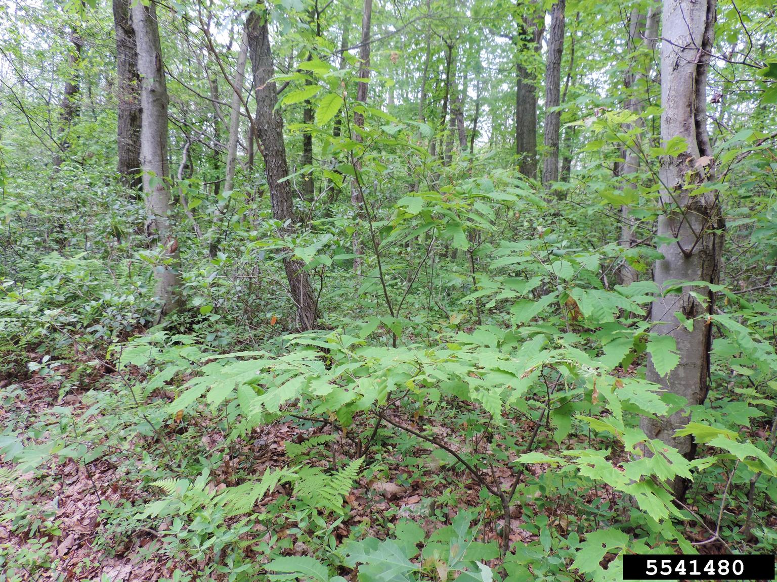 American chestnut (Castanea dentata)