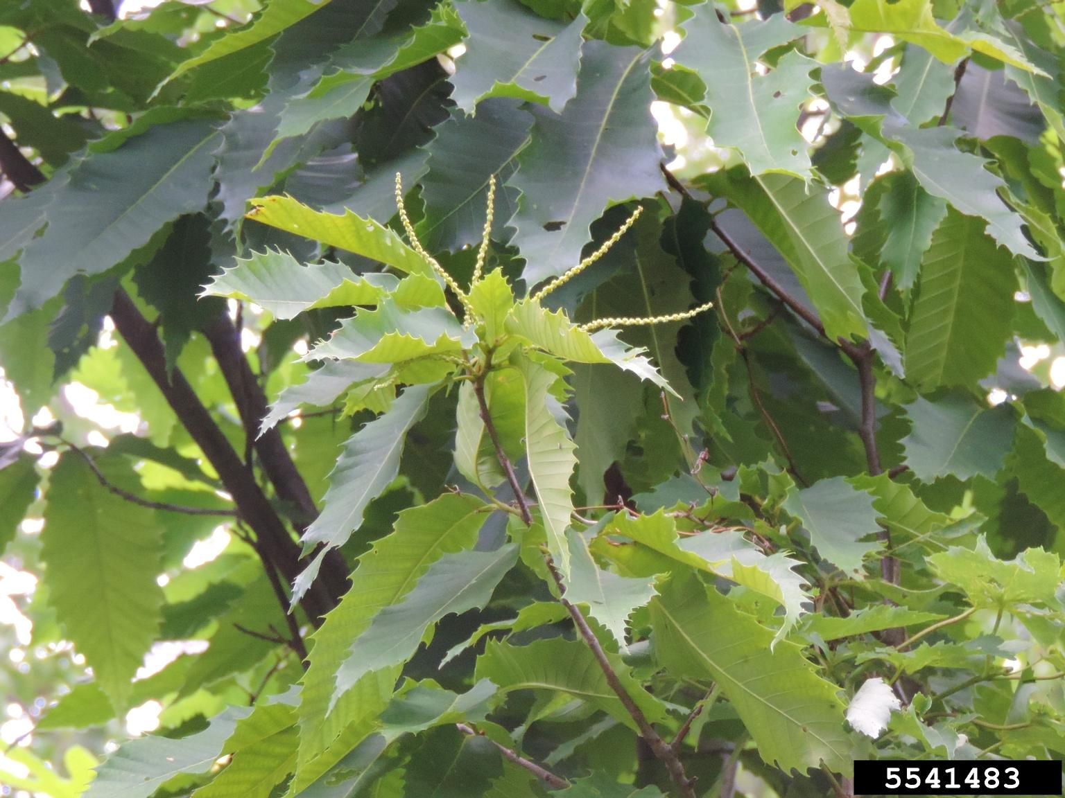 American chestnut, Castanea dentata (Fagales: Fagaceae) - 5541483