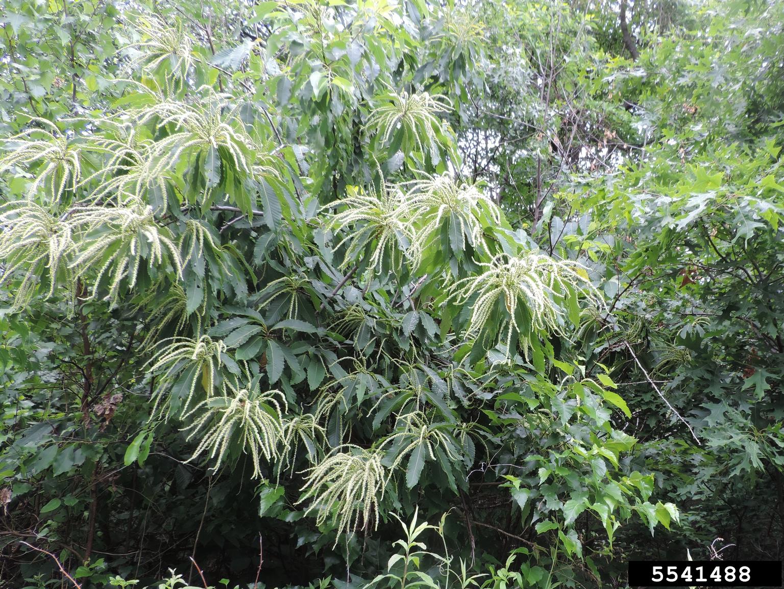 American chestnut (Castanea dentata (Marsh.) Borkh.)