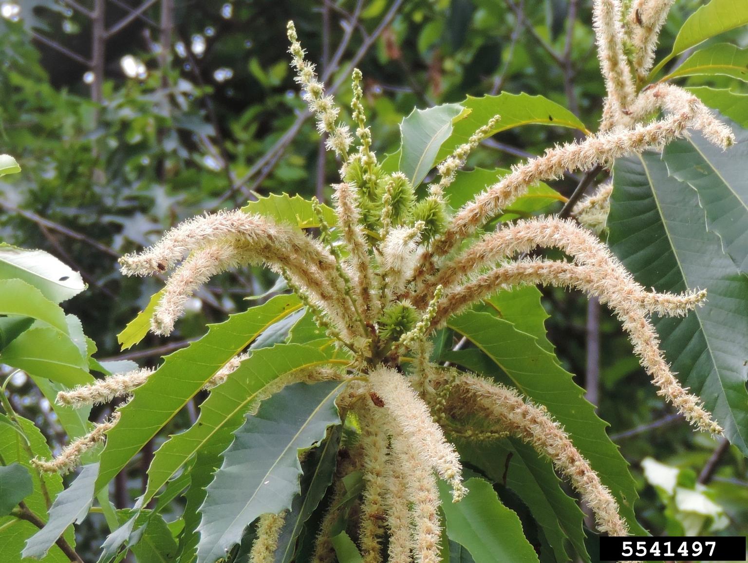 American Chestnut