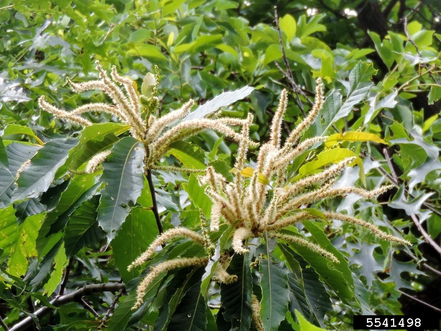 American chestnut (Castanea dentata (Marsh.) Borkh.)