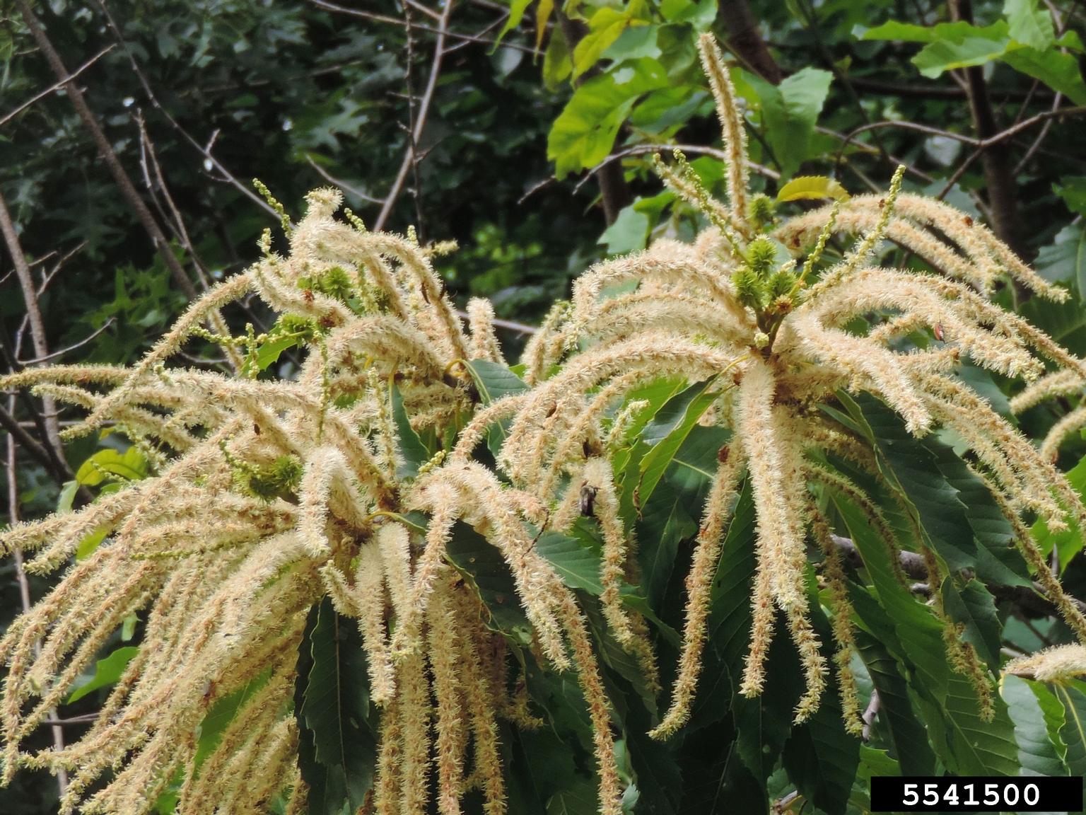 American chestnut (Castanea dentata (Marsh.) Borkh.)