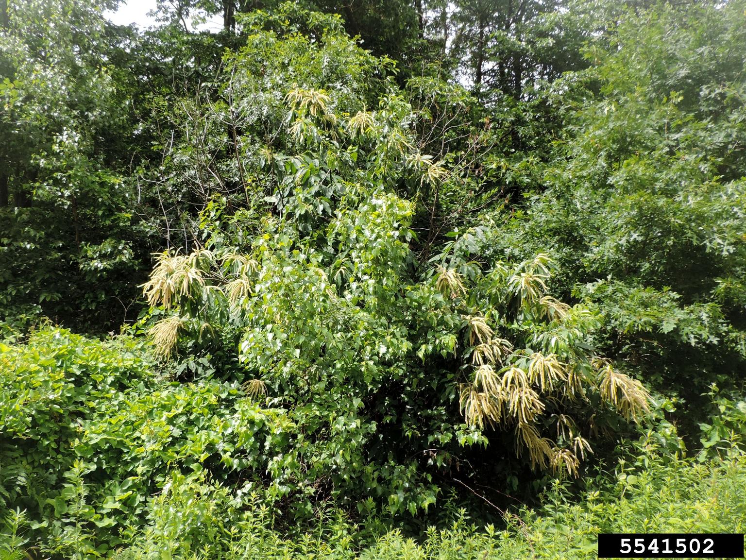 American chestnut (Castanea dentata (Marsh.) Borkh.)