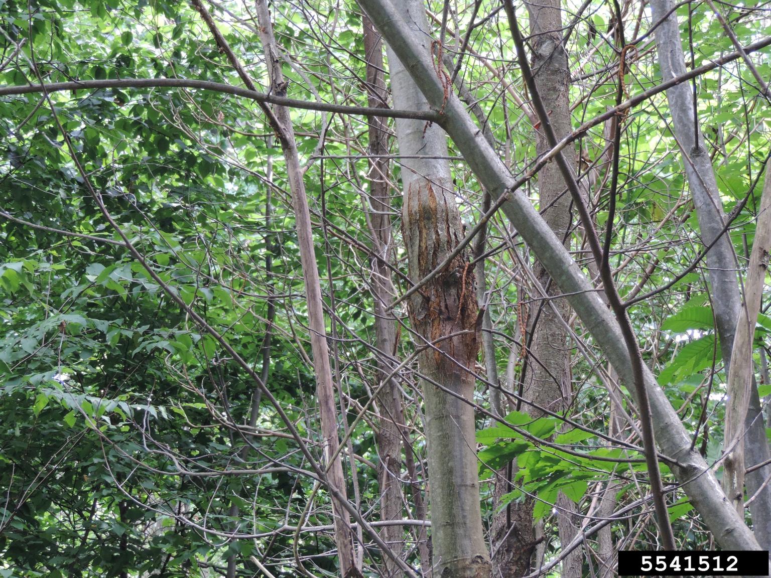 chestnut blight or canker (Cryphonectria parasitica ) on American ...