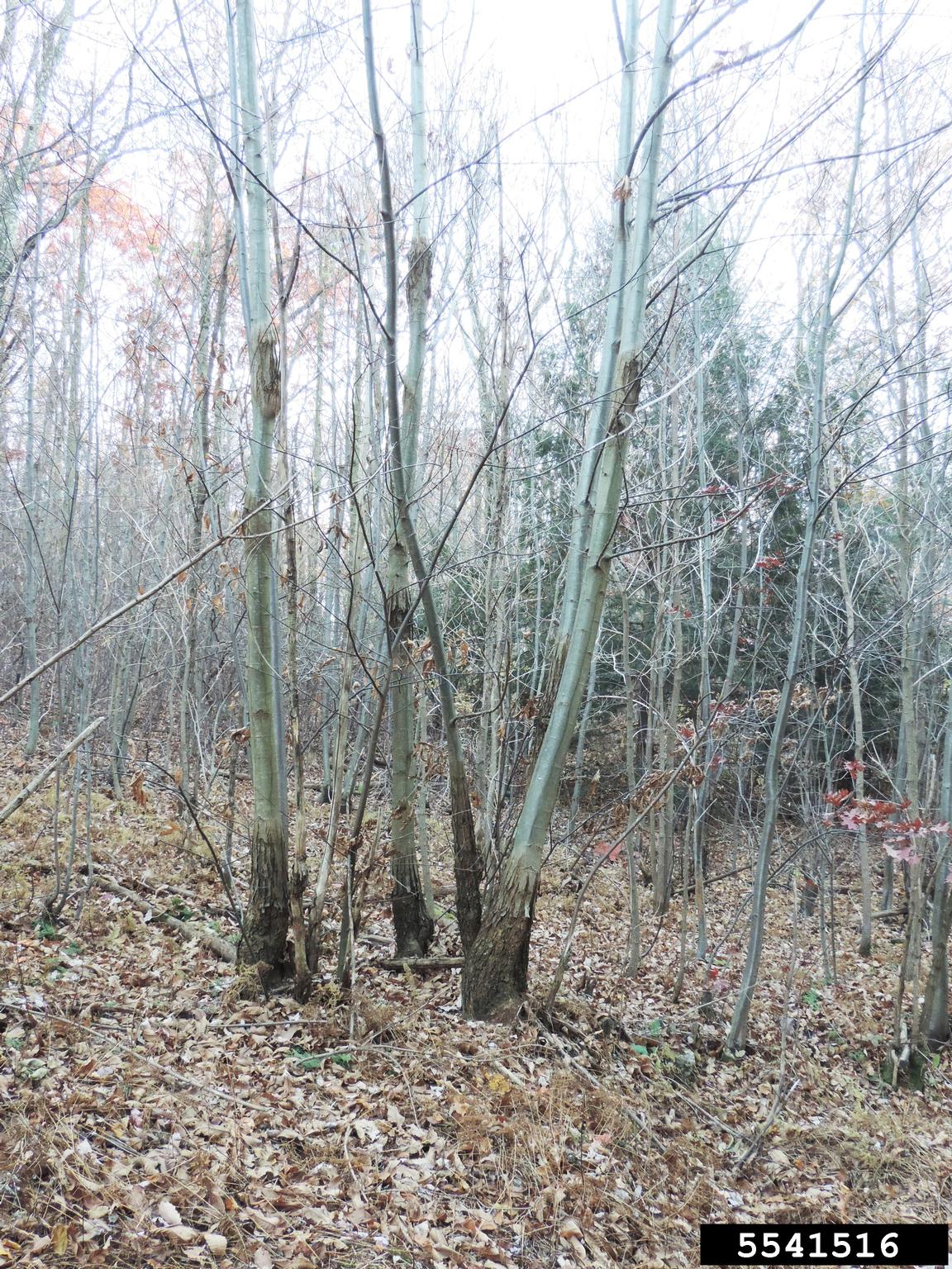 chestnut blight or canker (Cryphonectria parasitica)